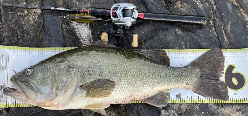 【19スコーピオン1581F-2 インプレ】圧倒的なトルクと高い操作性のジャークベイト,トップ専用ロッド | PEIのタックル研究所