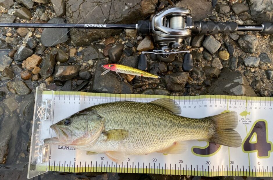 【19スコーピオン1581F-2 インプレ】圧倒的なトルクと高い操作性のジャークベイト,トップ専用ロッド | PEIのタックル研究所