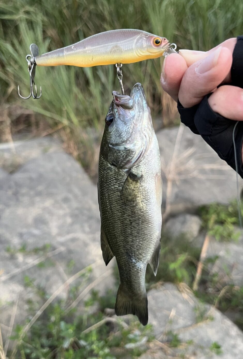 【19スコーピオン1581F-2 インプレ】圧倒的なトルクと高い操作性のジャークベイト,トップ専用ロッド | PEIのタックル研究所